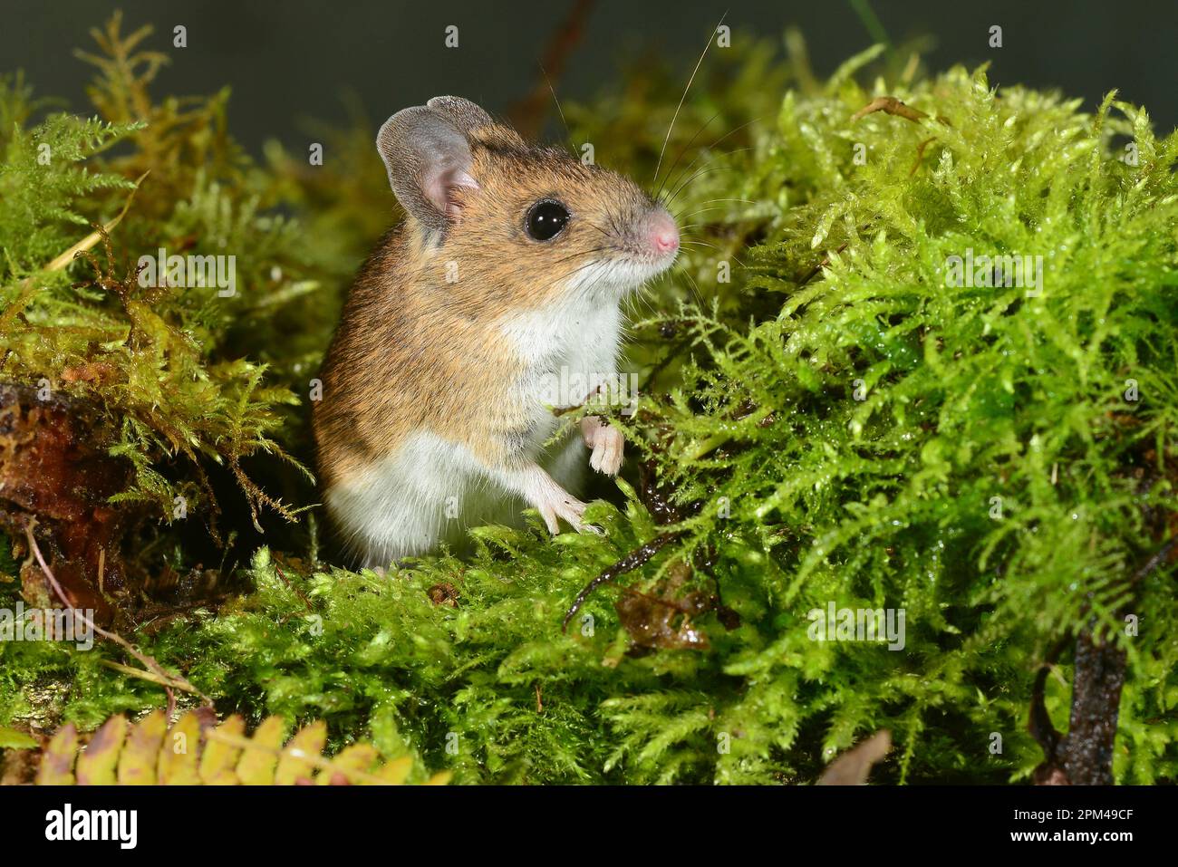 Long tailed mouse hi-res stock photography and images - Alamy