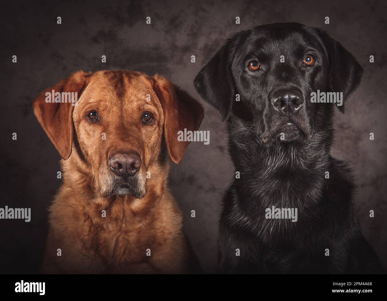 two labrador retriver gundogs photographed in studio Stock Photo - Alamy