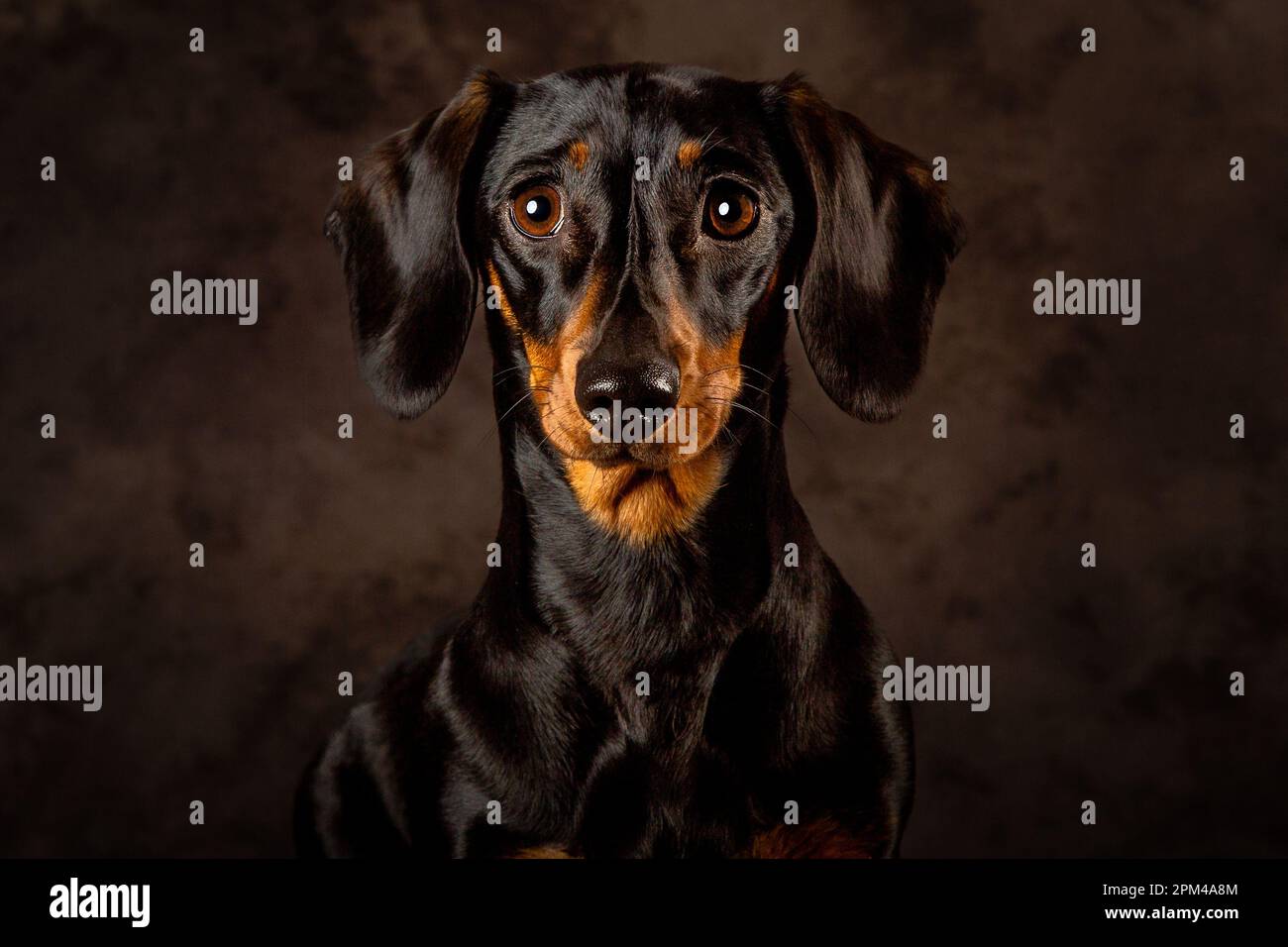 Sausage dog hi-res stock photography and images - Alamy