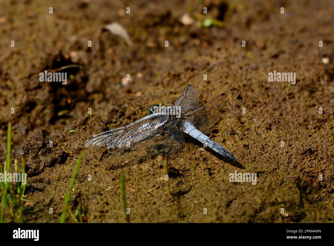 Dragonflies are flying insects hi-res stock photography and images - Alamy