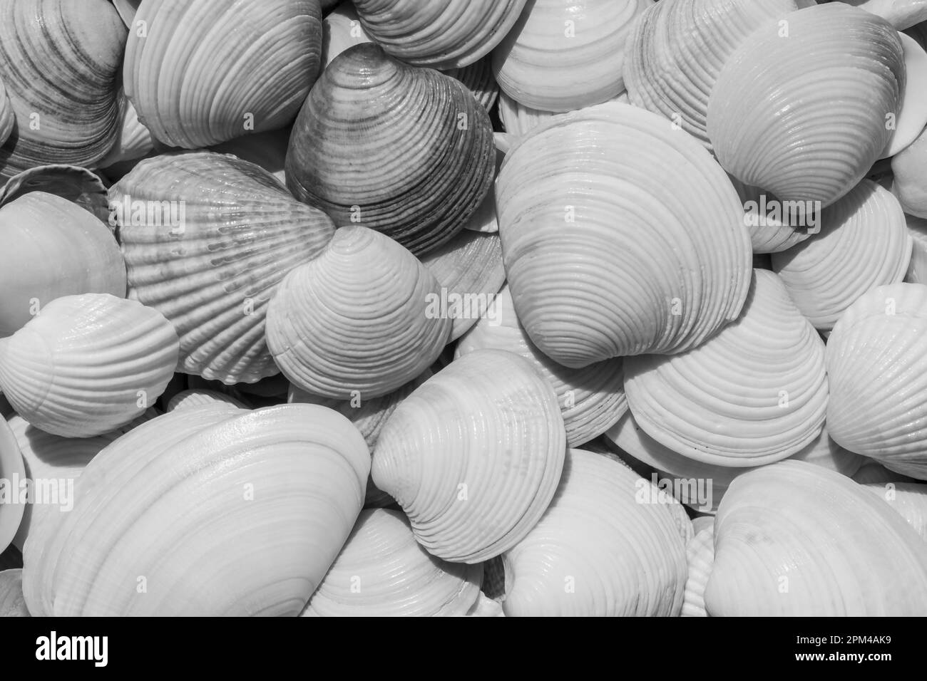black and white photo of heap of seashells on coast Stock Photo - Alamy