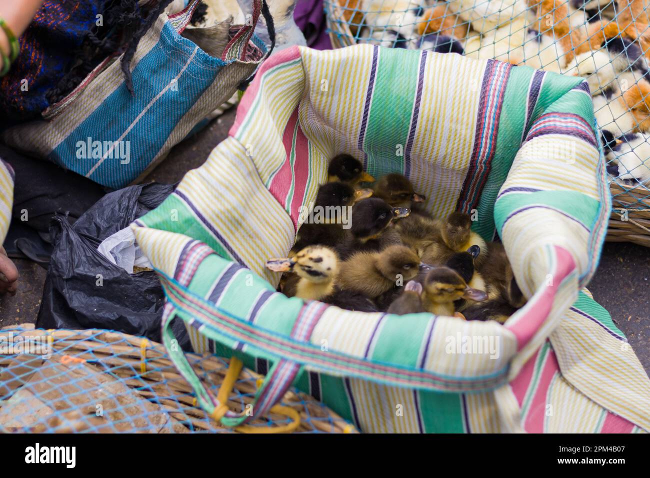 Small ducklings being sold in pet market for farming. Ducklings are ...