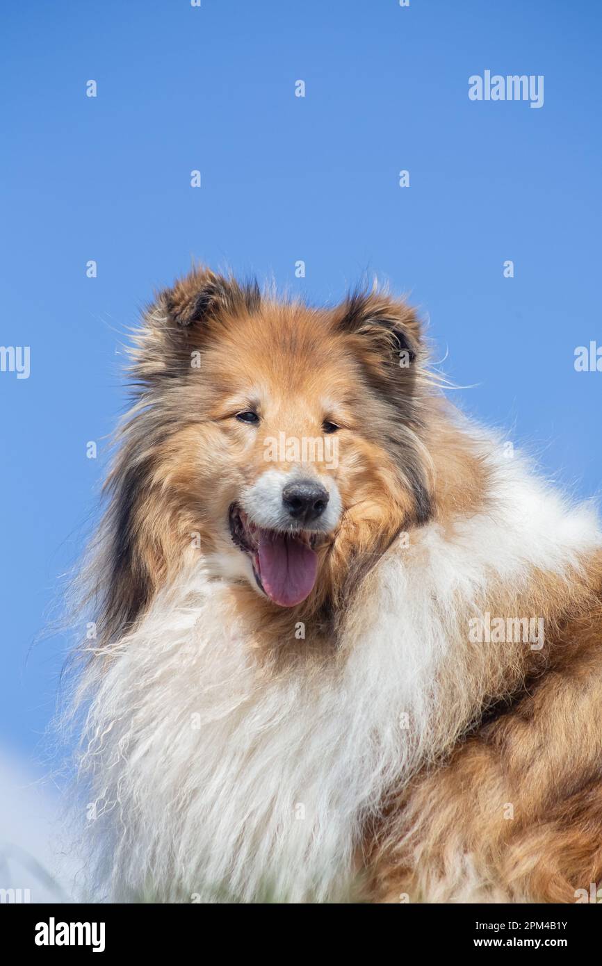 Golden long haired rough collie on a sky background, portrait, senior ...