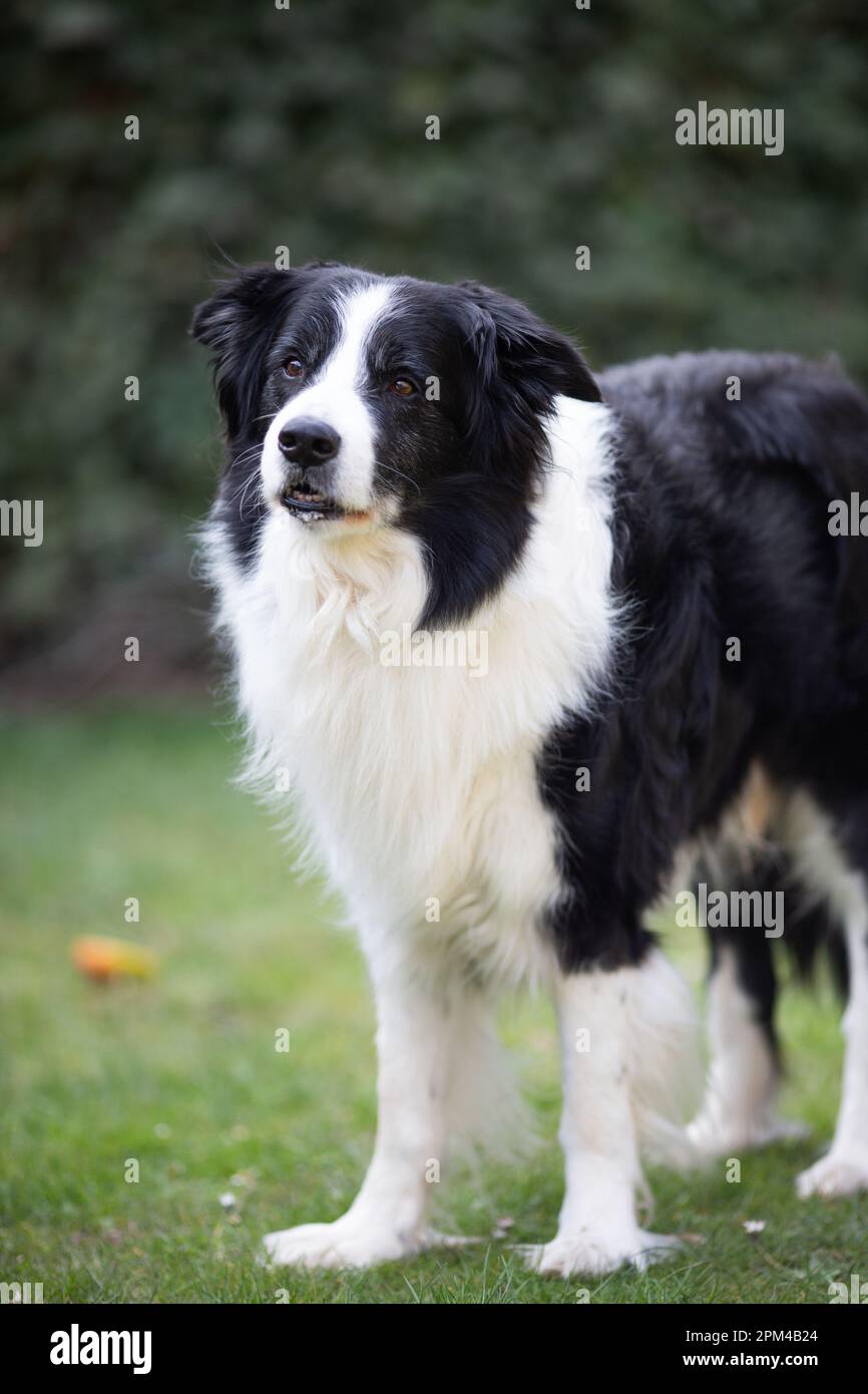 Senior healthy black and white border collie half body Stock Photo - Alamy
