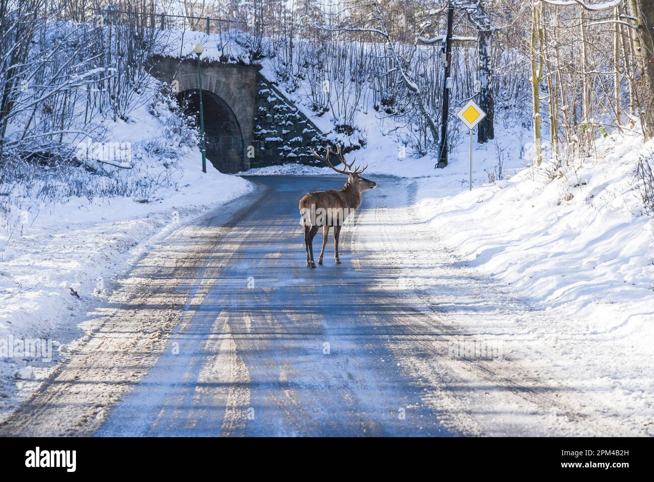Deer walking on the road in winter. Winter landscape Stock Photo - Alamy