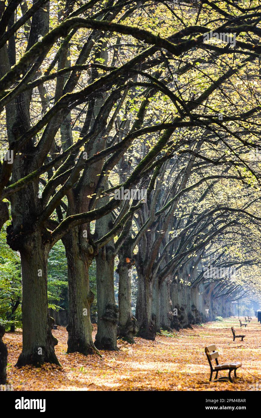 Autumn landscape, colorful leaves falling from trees, sunny path Stock ...