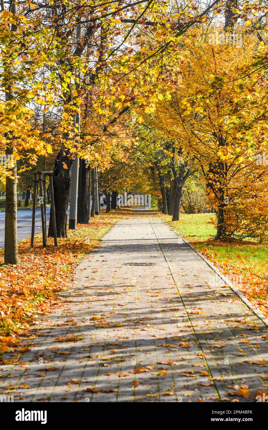 Autumn landscape, colorful leaves falling from trees, sunny path Stock ...