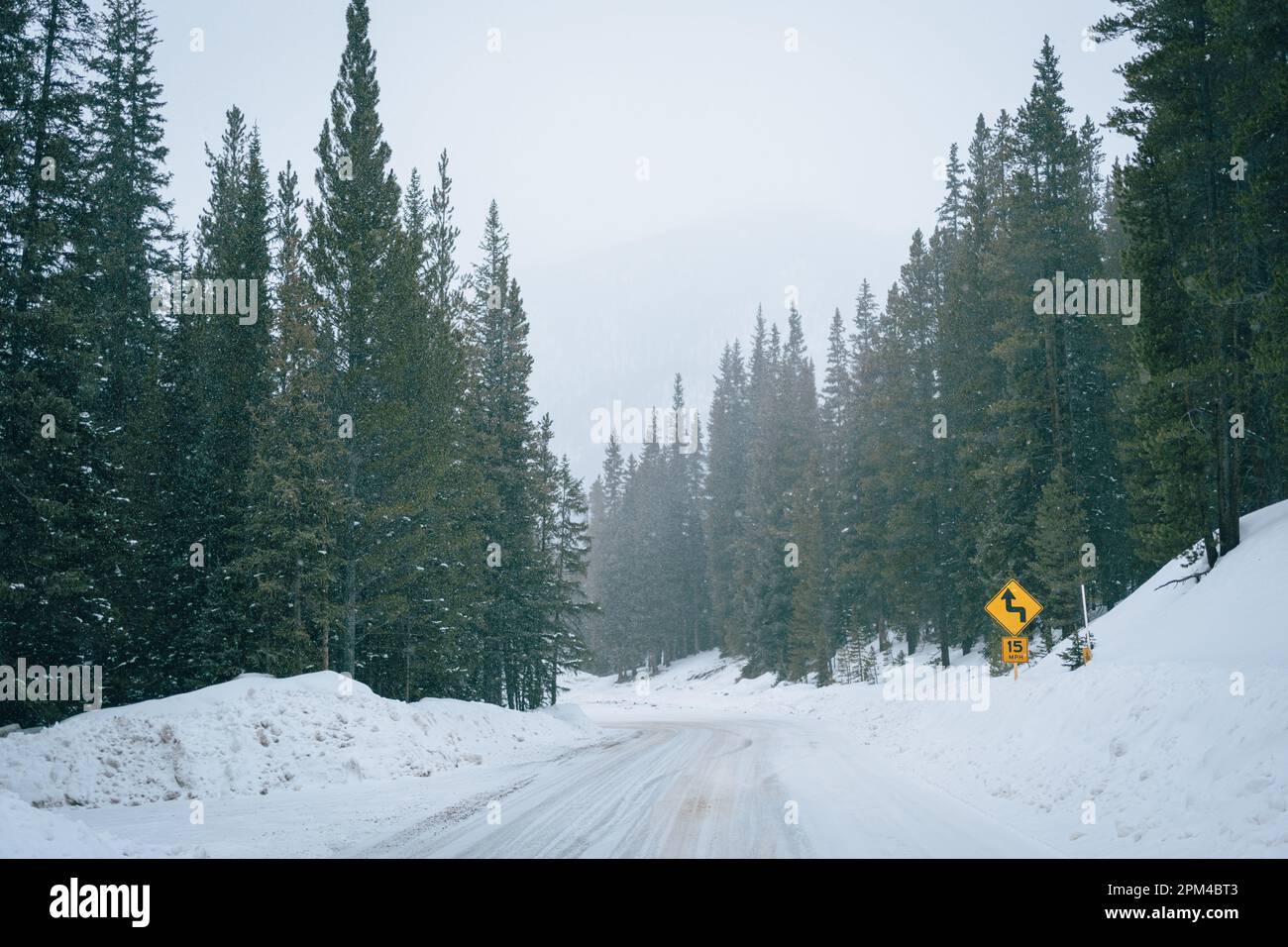 Montezuma pine tree hi-res stock photography and images - Alamy