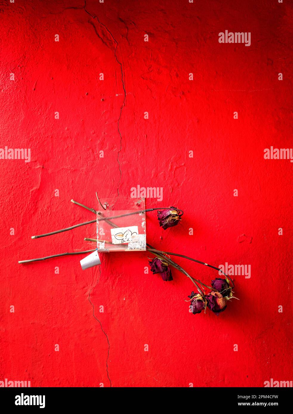 Withered Roses In Front Of Red Wall, Berlin, Germany Stock Photo - Alamy