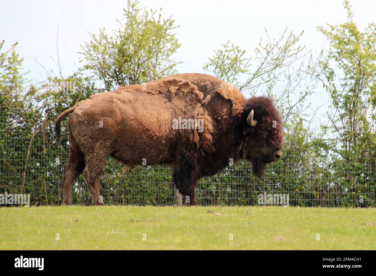 Europa bison hi-res stock photography and images - Alamy