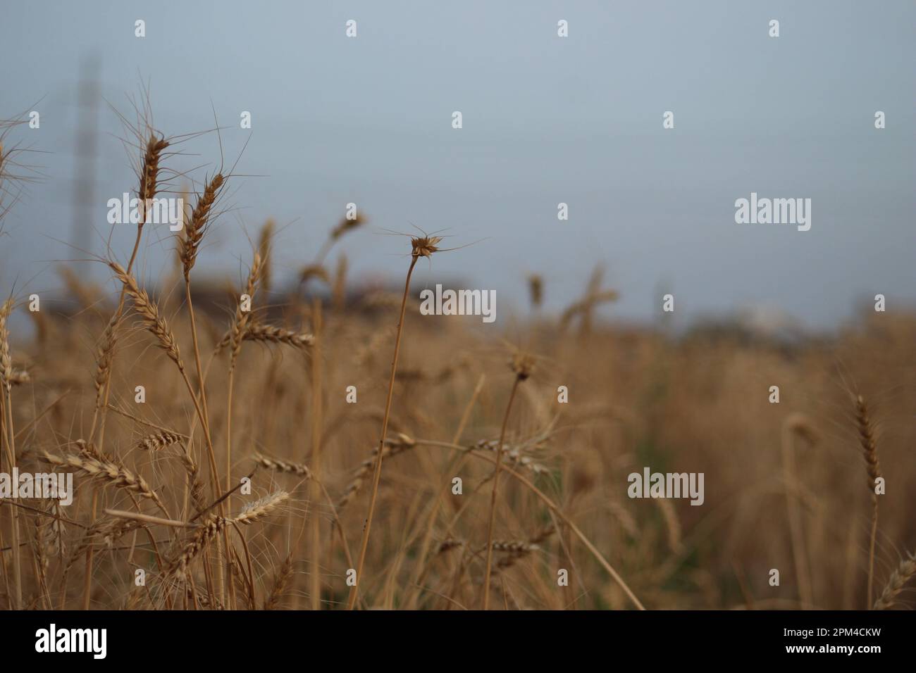 Pakistan agriculture farming hi-res stock photography and images - Alamy