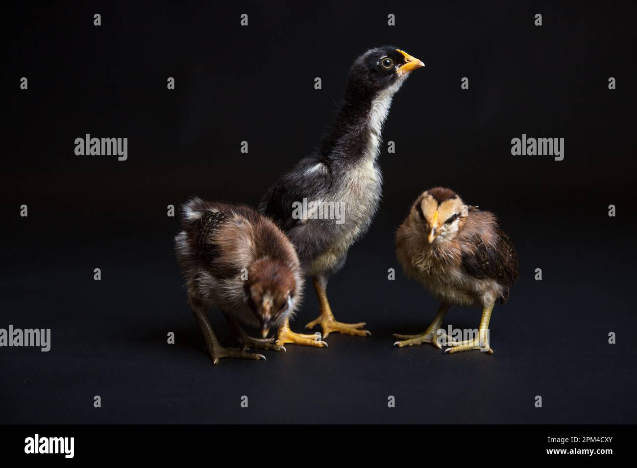 Newborn little black and brown chicken pure breed Stock Photo - Alamy