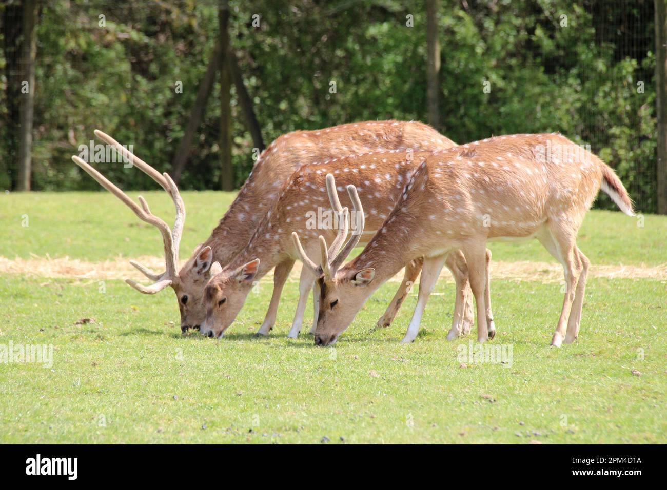 chital (axis deer) in a zoo in france Stock Photo - Alamy