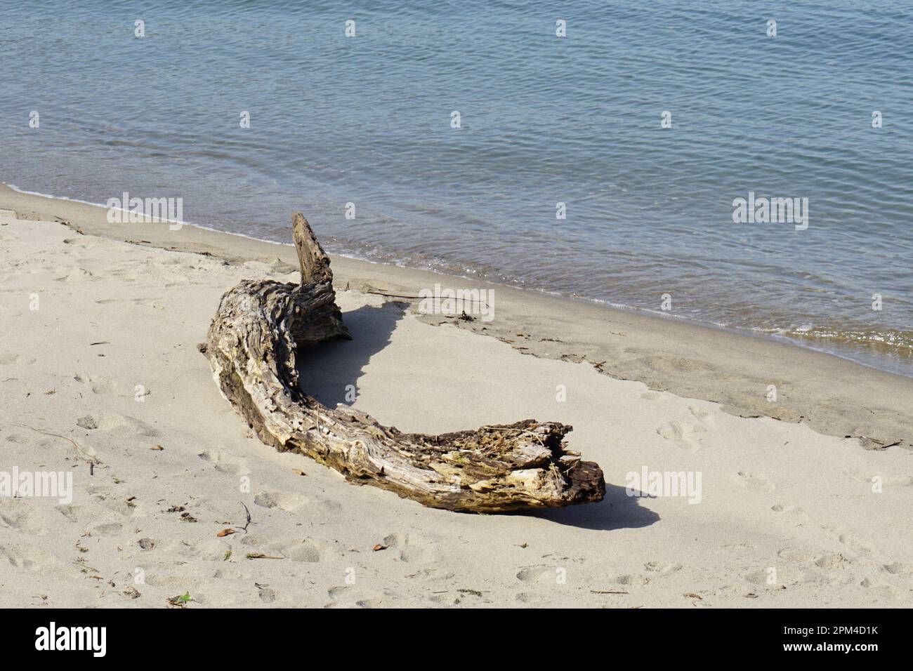 Branch on beach hi-res stock photography and images - Alamy