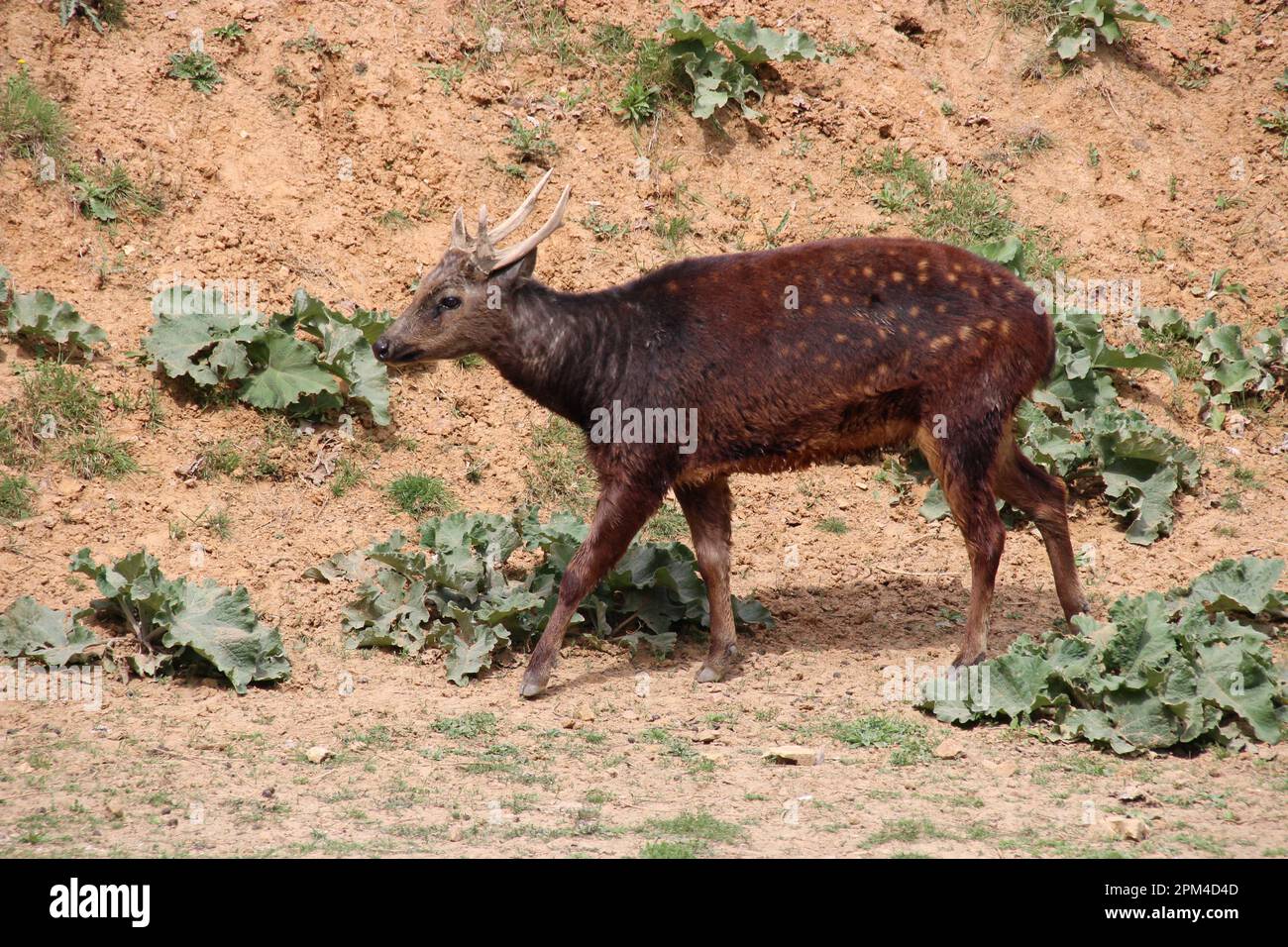 Visayan spotted deer in a zoo in france Stock Photo - Alamy