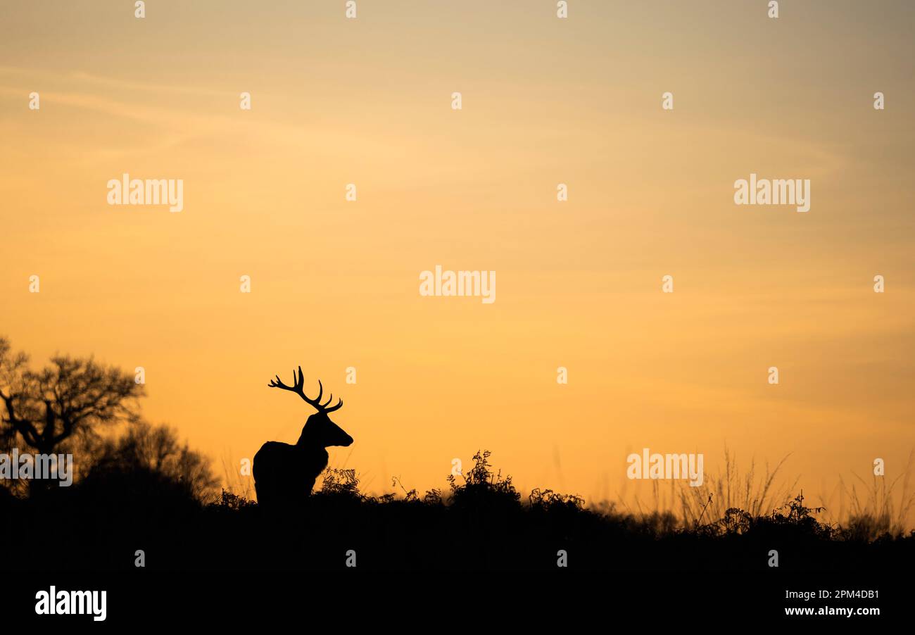 Red Deer in a Sunset, Europe Stock Photo - Alamy