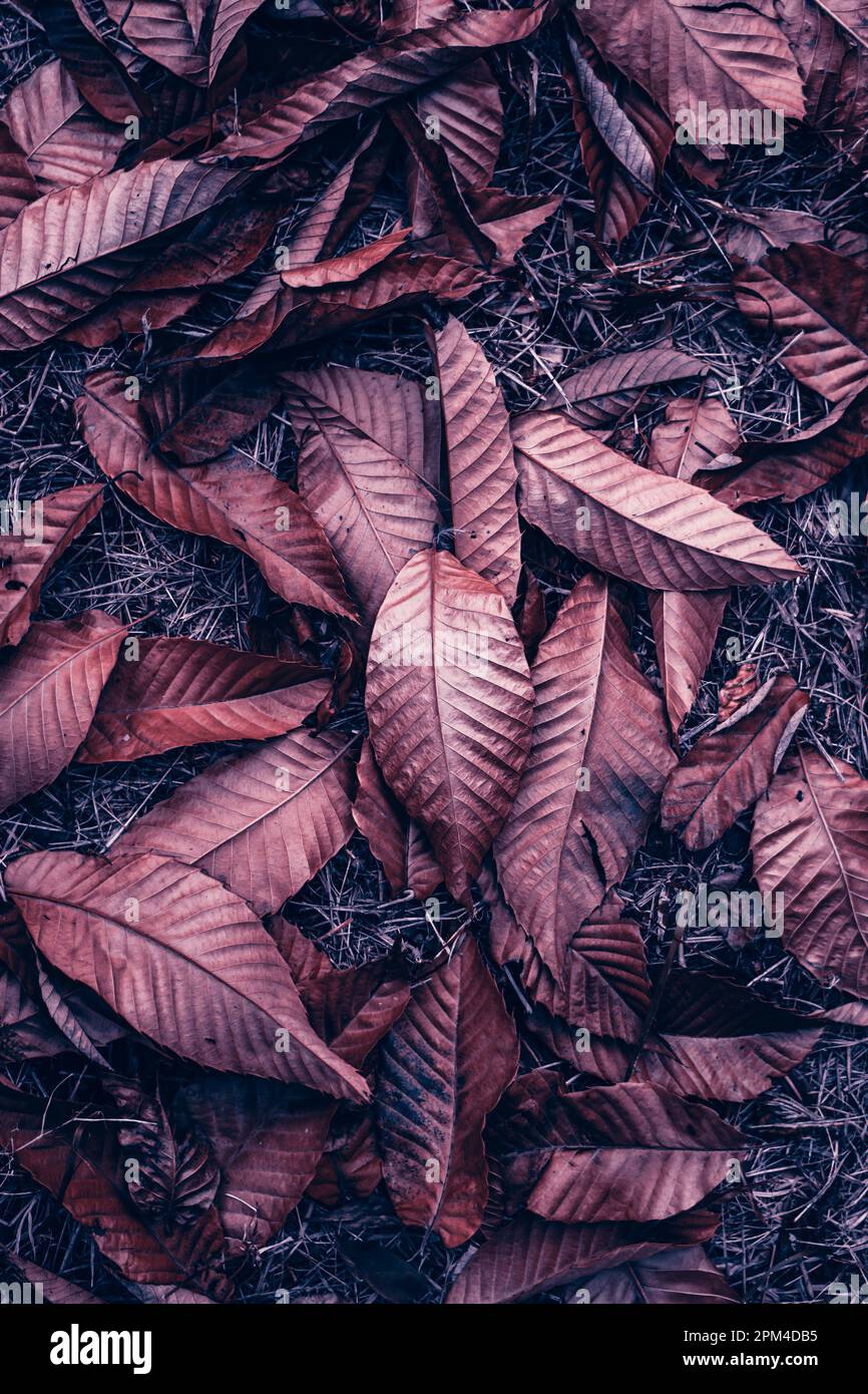 Wallpaper leaves hi-res stock photography and images - Alamy
