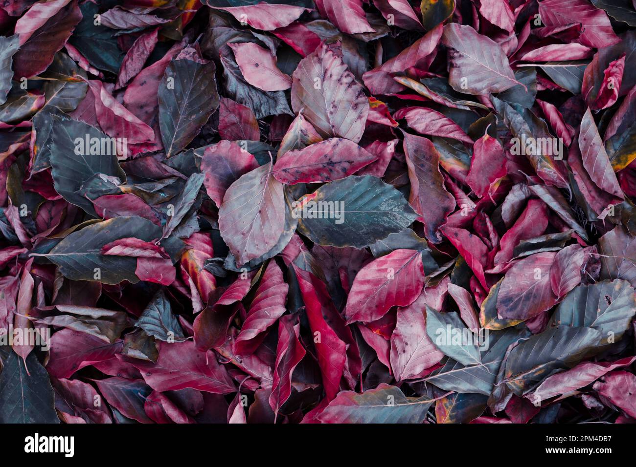 Wallpaper leaves hi-res stock photography and images - Alamy
