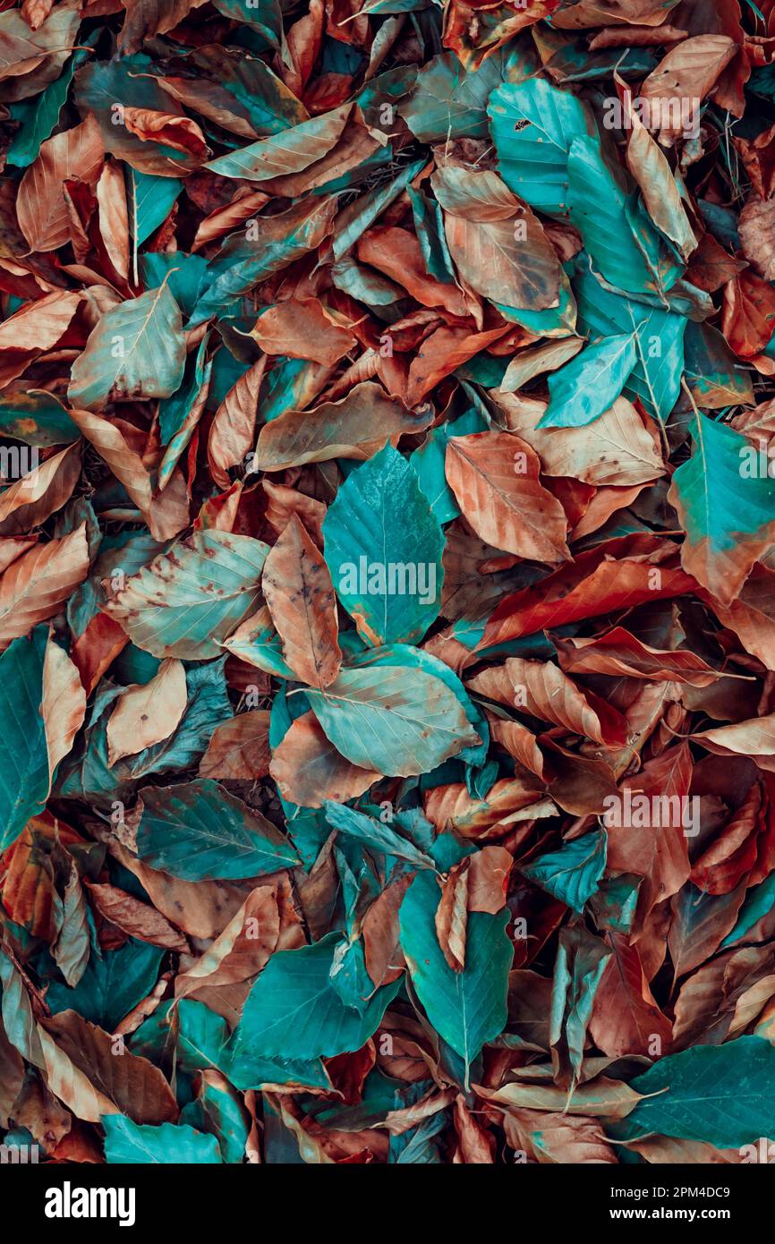 Wallpaper leaves hi-res stock photography and images - Alamy