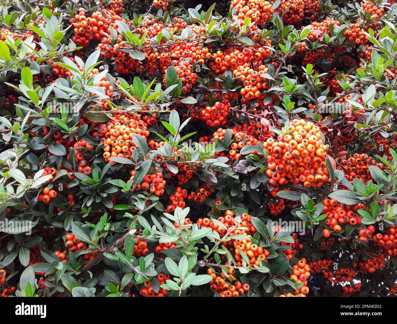 Firethorn Pyracantha Orange Berries. Firethorn with Orange fruits in ...