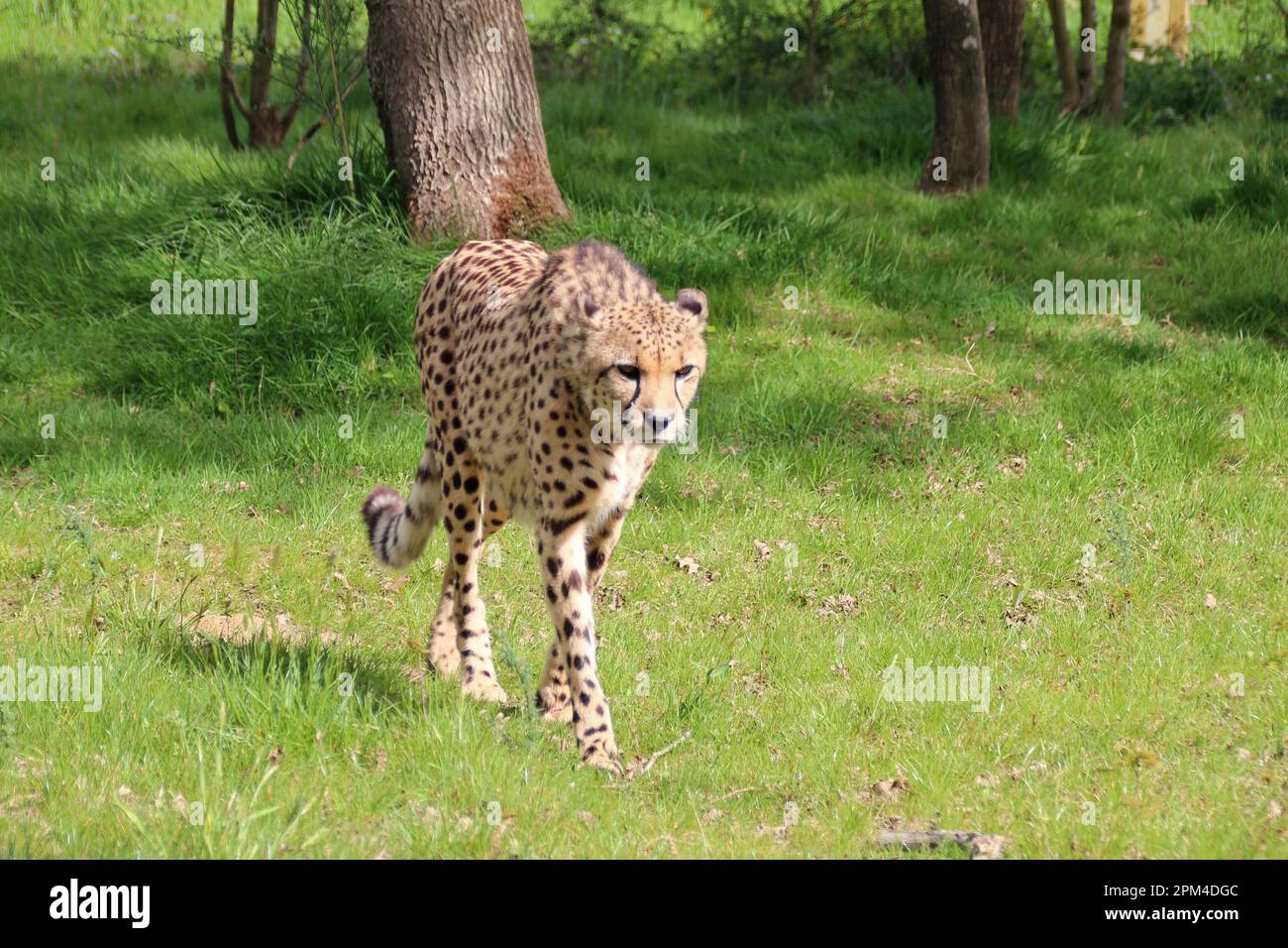 cheetah in a zoo in france Stock Photo - Alamy