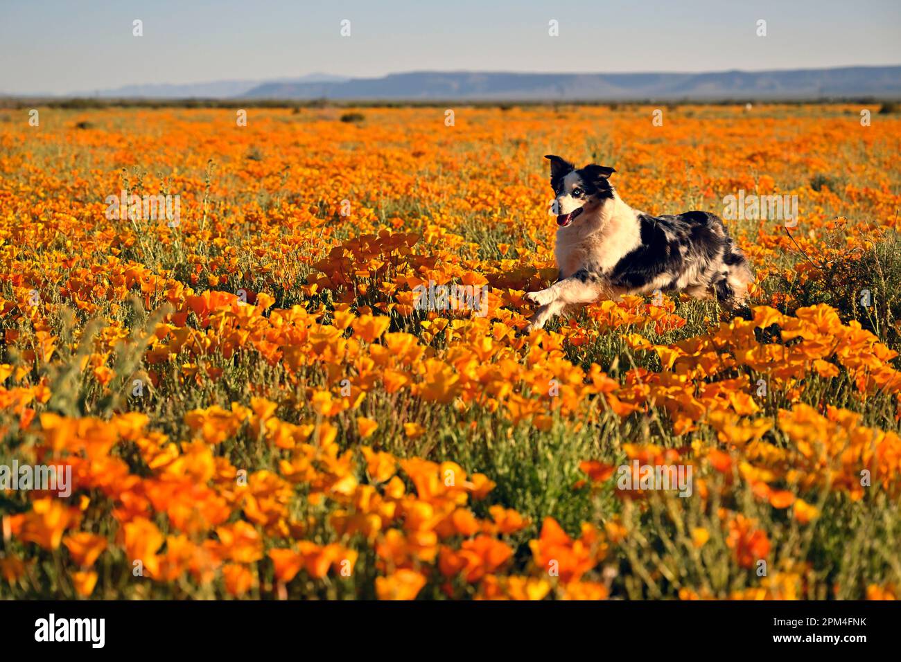 Golden Valley, Arizona, USA. 10th Apr, 2023. A mini Australian Shepherd ...