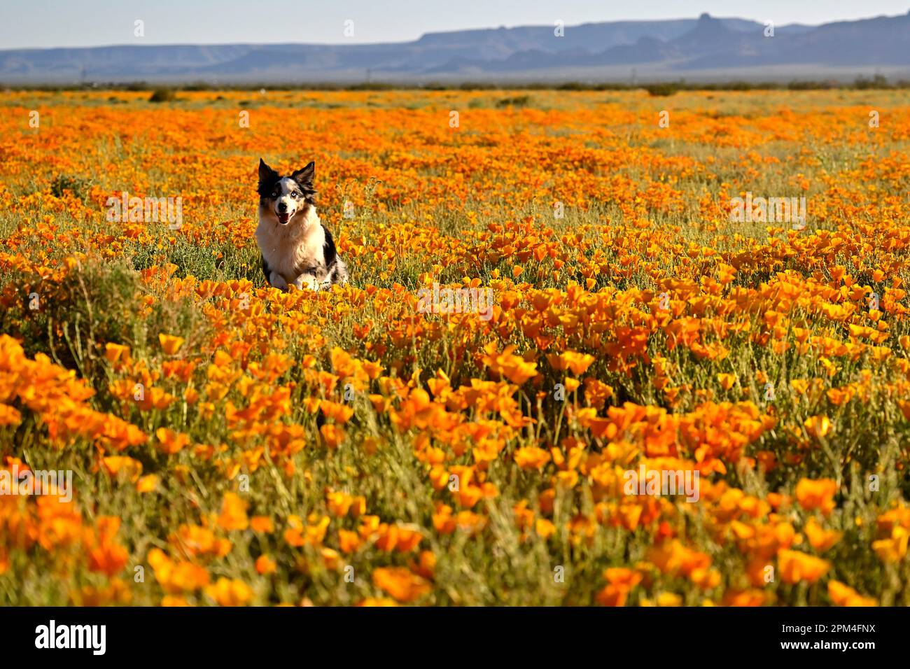 Golden Valley, Arizona, USA. 10th Apr, 2023. A mini Australian Shepherd ...