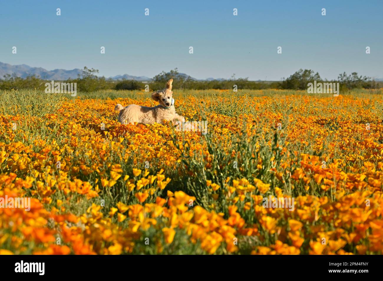 Golden Valley, Arizona, USA. 10th Apr, 2023. A Standard Poodle dog runs ...