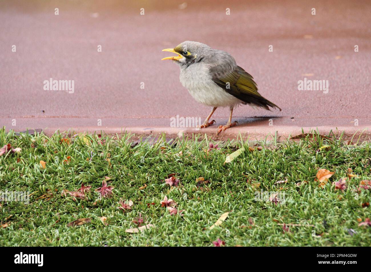 Oiseau australien hi-res stock photography and images - Alamy