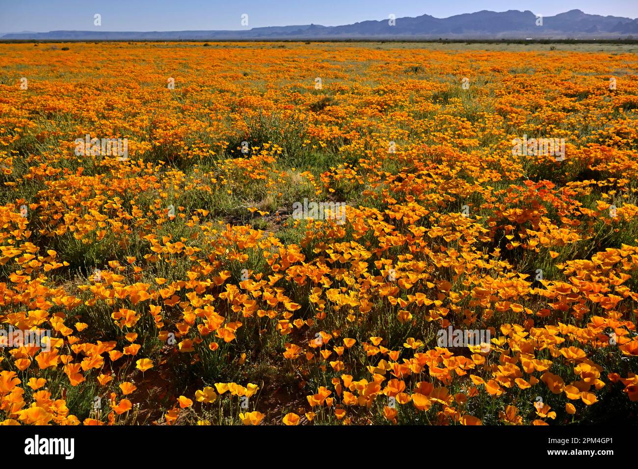 Golden Valley, Arizona, USA. 10th Apr, 2023. Golden Poppies bloom ...