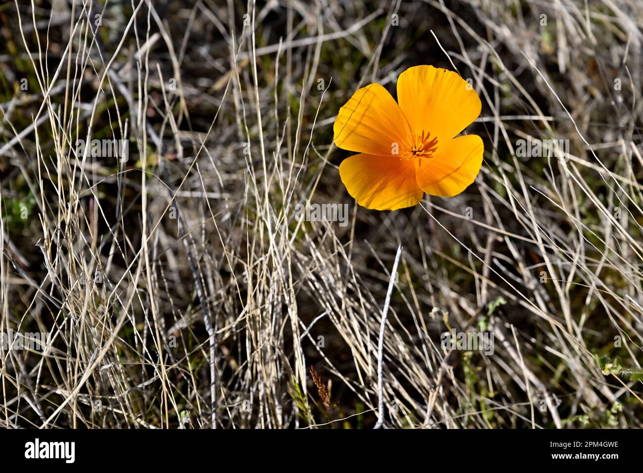 Golden Valley, Arizona, USA. 10th Apr, 2023. A Golden Poppy blooms in ...
