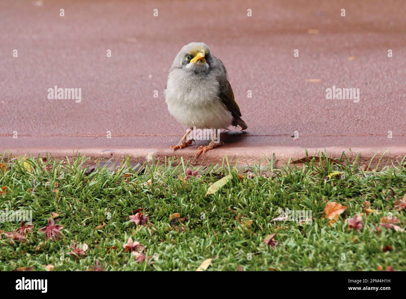 Oiseau australien hi-res stock photography and images - Alamy