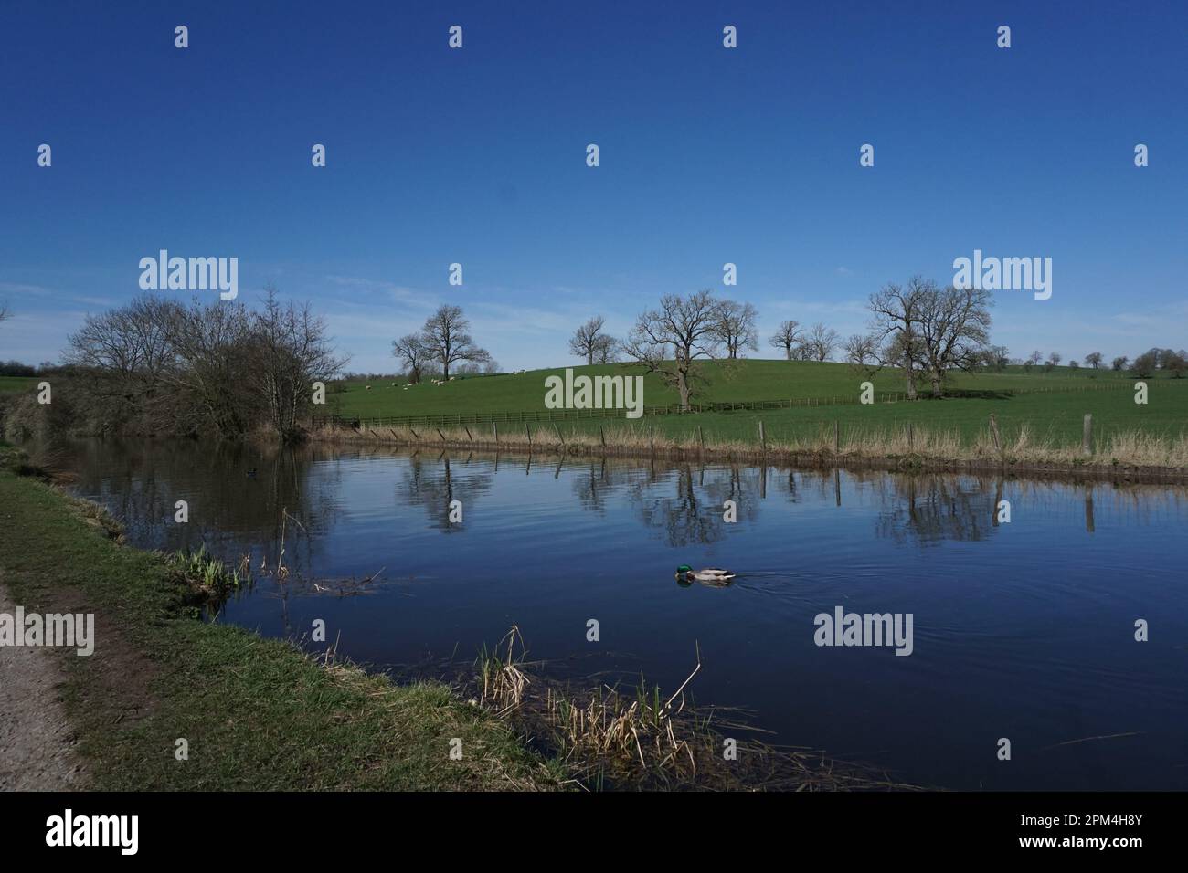 Duck on canal, Yorkshire Stock Photo - Alamy