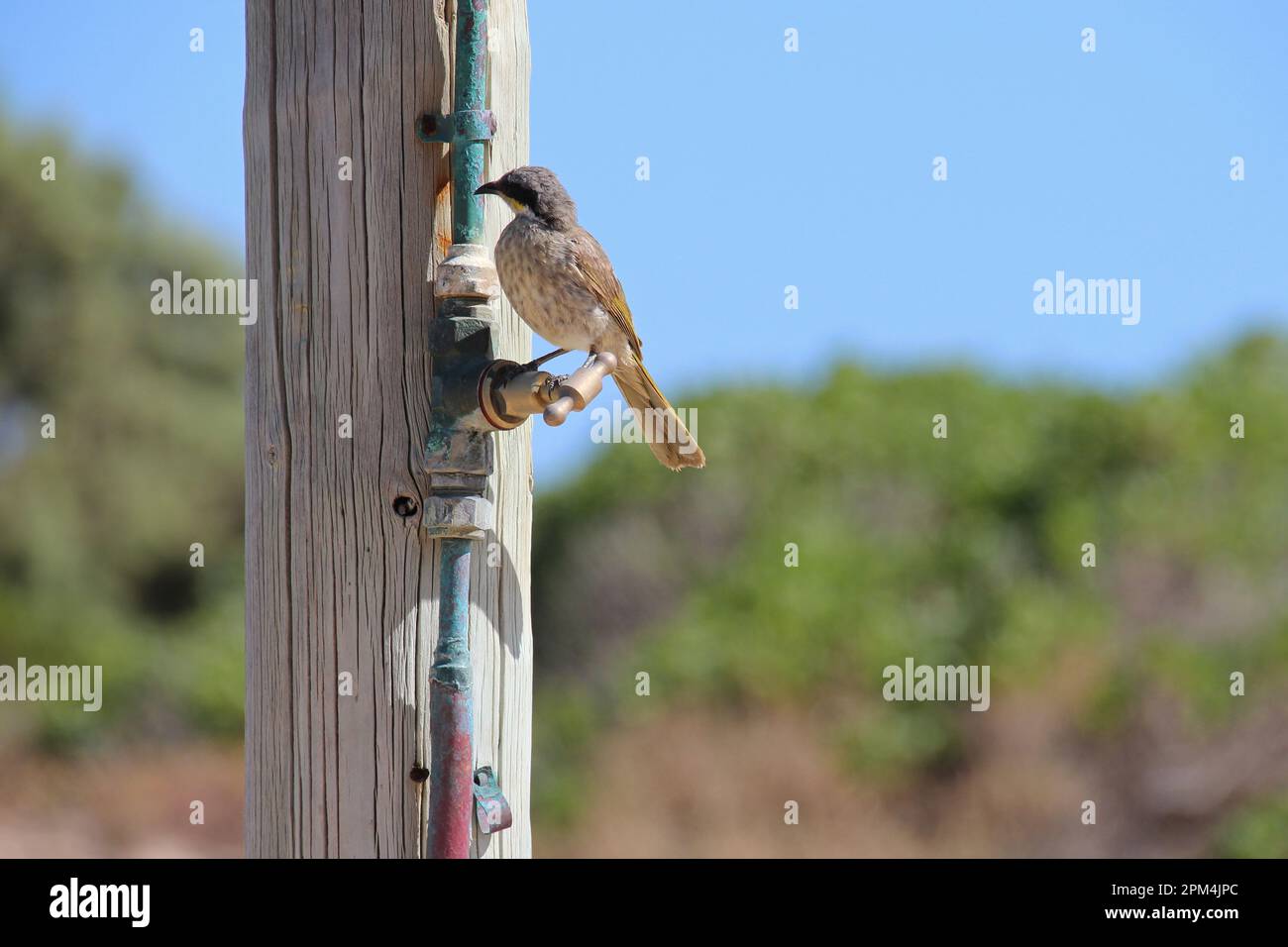 sparrow at port gregory in australia Stock Photo - Alamy