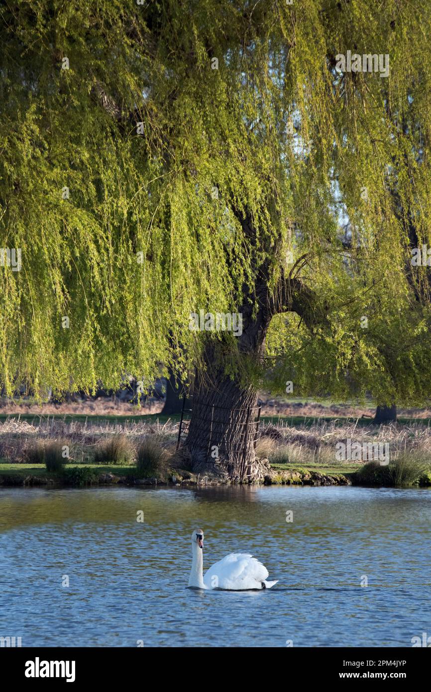 Weeping wing hi-res stock photography and images - Alamy