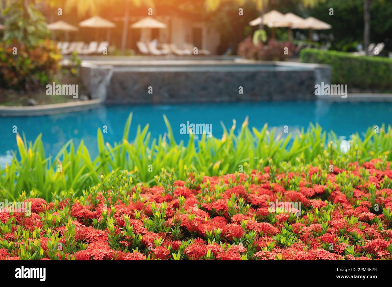 Colorful tropical vacation theme. Orange color flowers in blurred pool ...