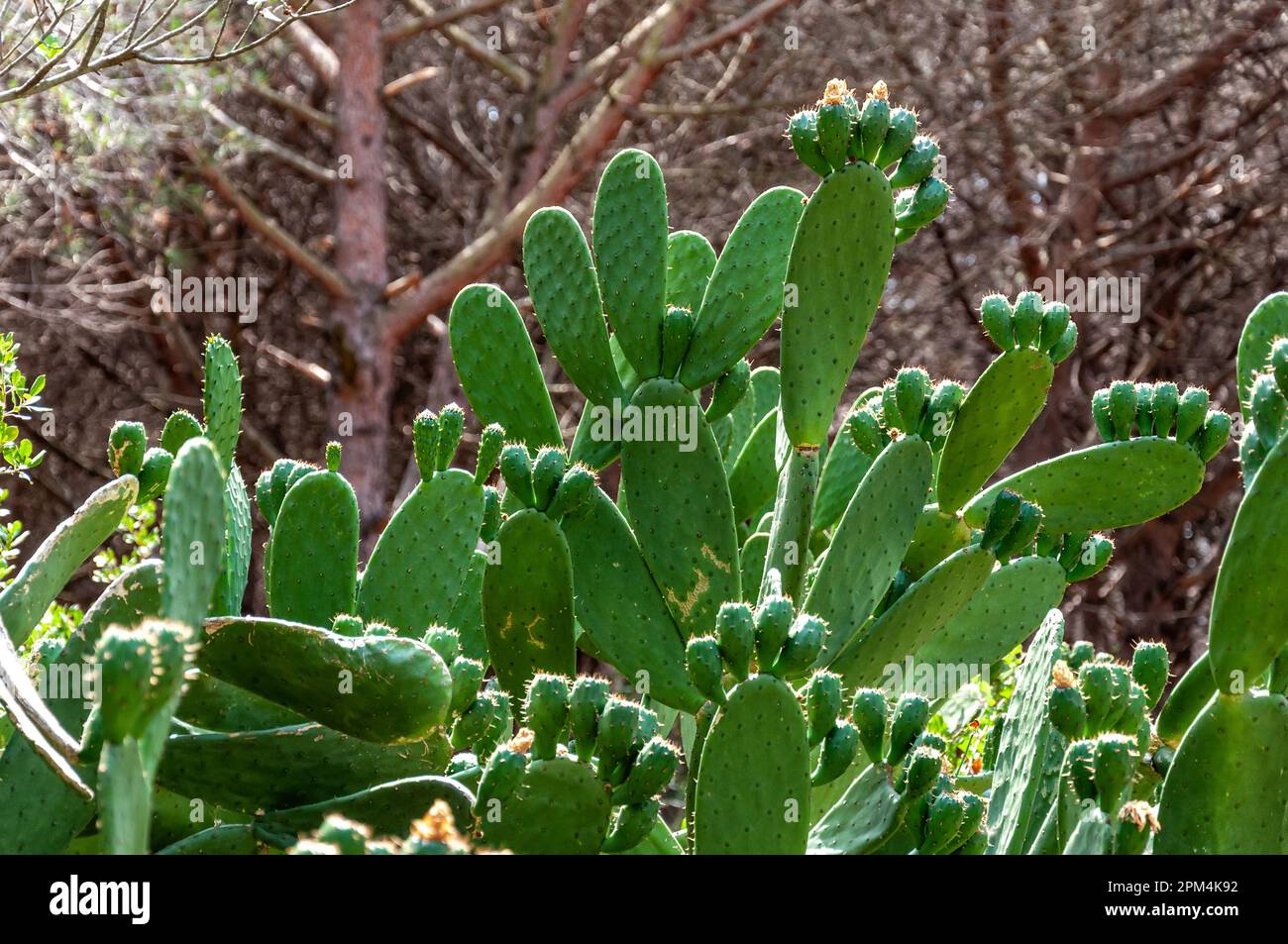 Plant nopal full of green figs. Flat-stemmed spiny cactus (Opuntia ...