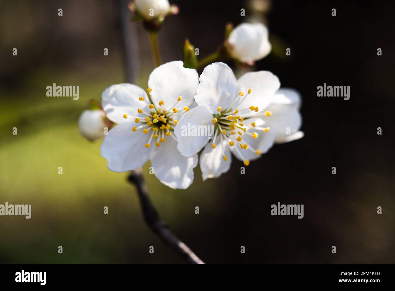 Macro photo of spring blossom. Blossoming fruit tree branch in the ...