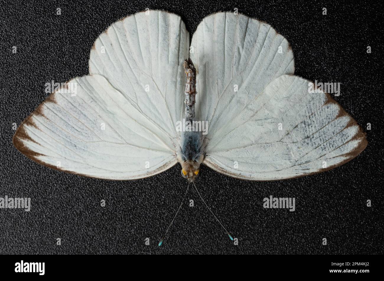 White moth with open wings isolated on black background Stock Photo - Alamy