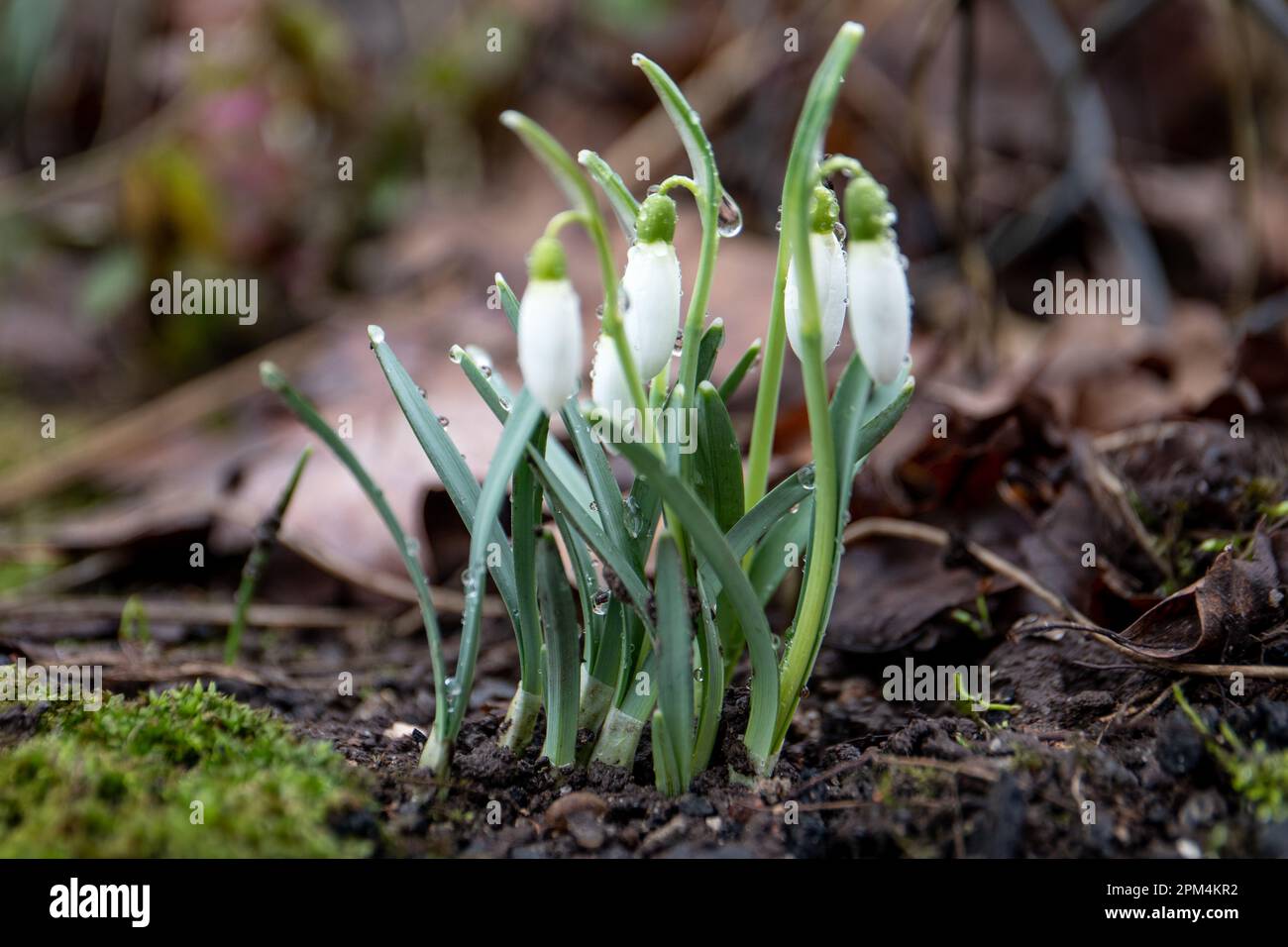 First spring snowdrop flowers. Water drops. Nature Stock Photo - Alamy