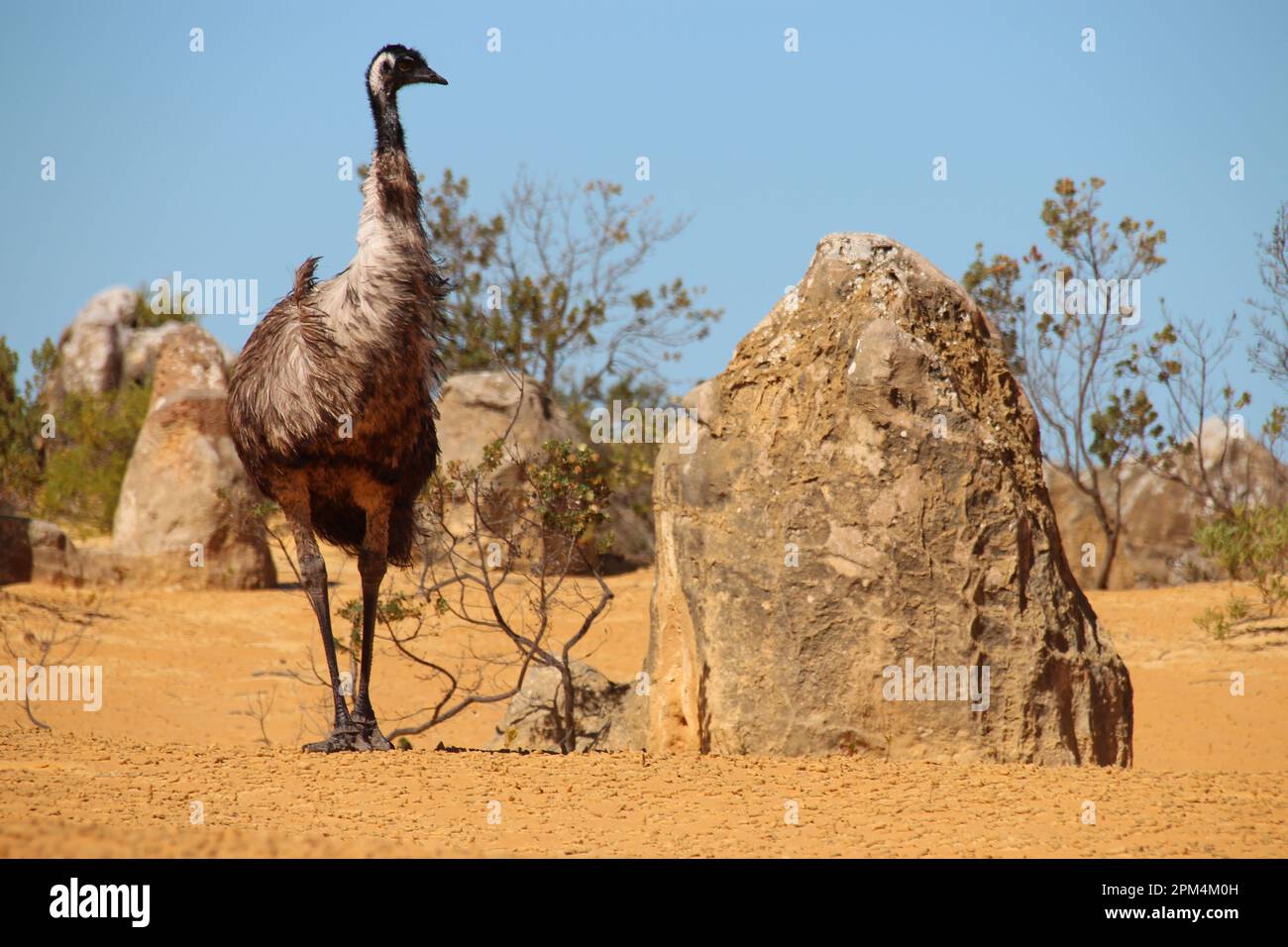 emu at pinnacles park in australia Stock Photo - Alamy