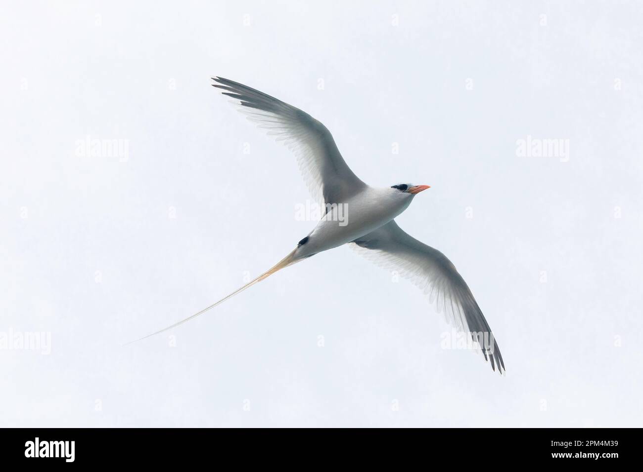 A white-tailed tropicbird (Phaethon lepturus), also known as a longtail ...