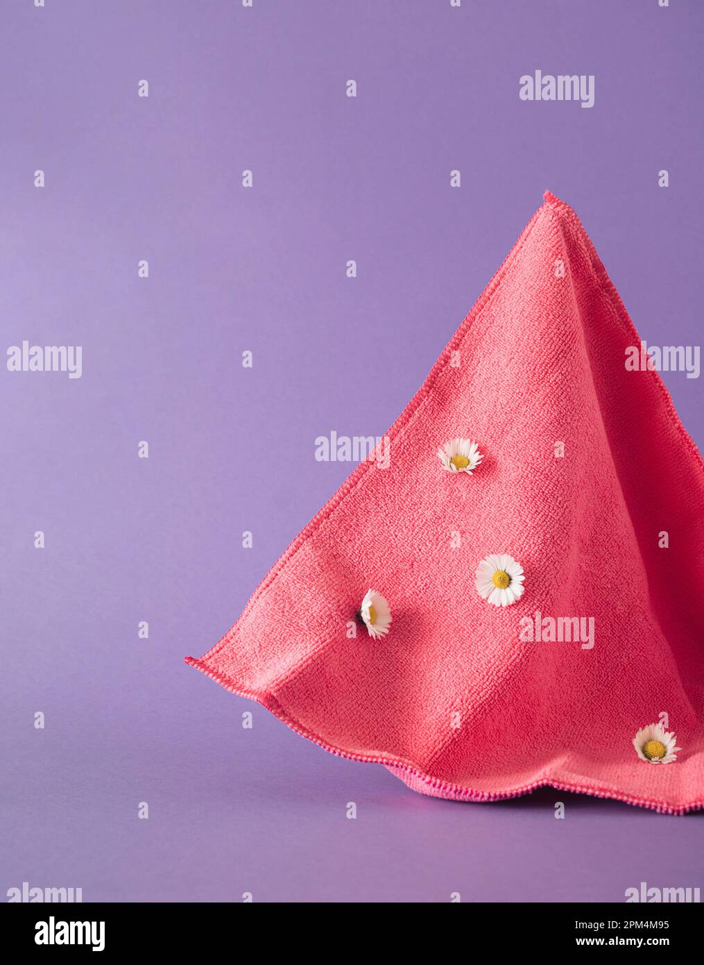 Pink dust cloth with fresh daisy flowers on purple background. Spring ...