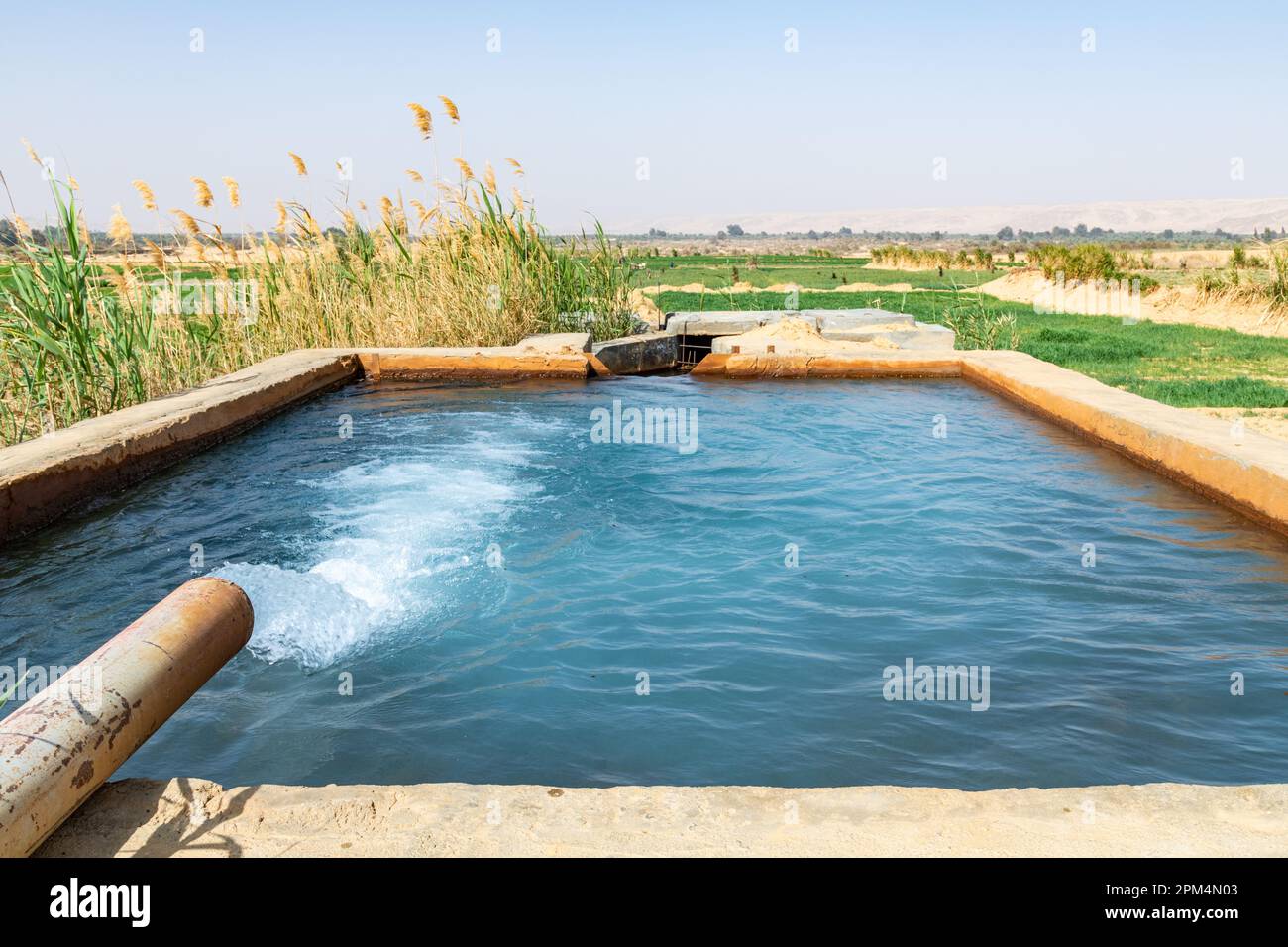 The water flowing from a natural spring in the Bahariya Oasis in the ...