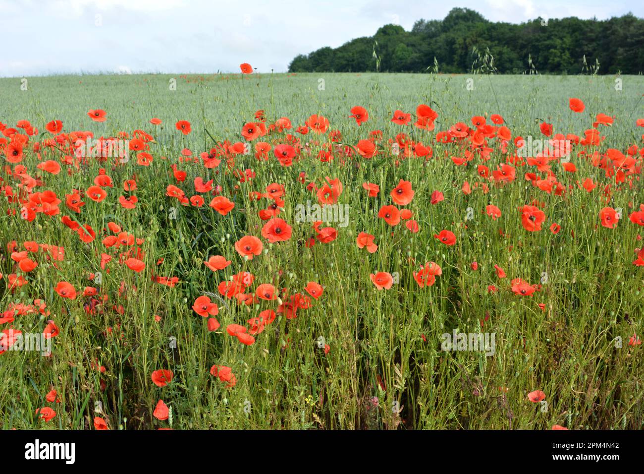 Wild poppy that grows like a weed on a farm field among crops Stock ...
