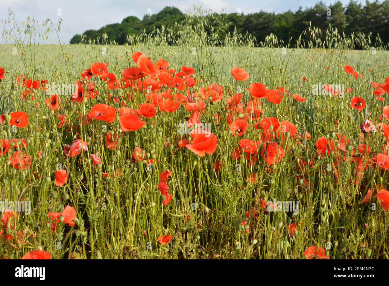 Wild poppy that grows like a weed on a farm field among crops Stock ...