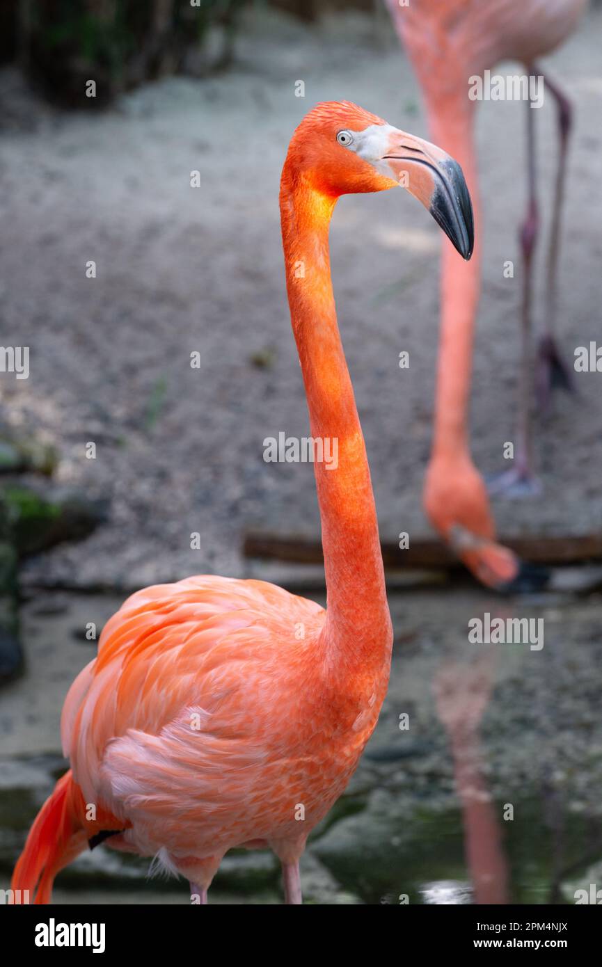 beautiful flamingo bird in wildlife. flamingo bird with pink feather ...