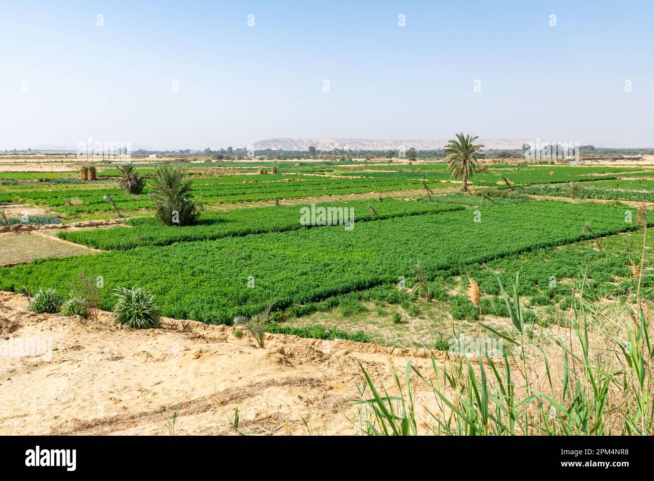 A farm benefiting from the natural spring of Bahariya Oasis in the ...