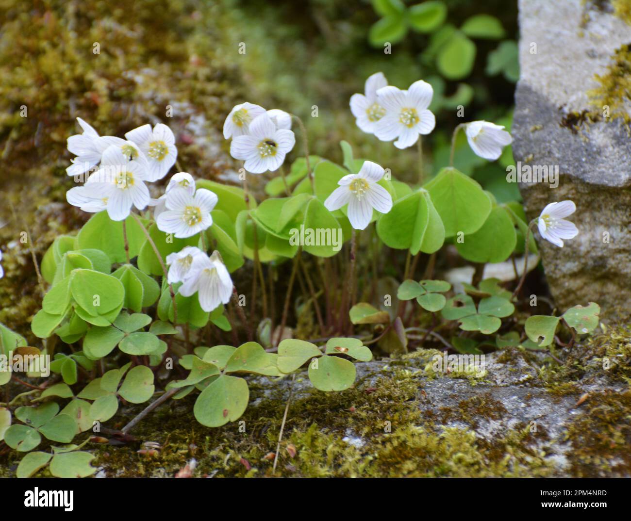 In the wild in the woods, the first spring flowers bloom Oxalis ...