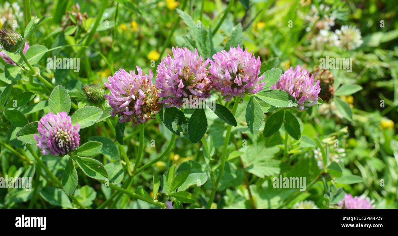 Blossom of red clover, which is a valuable animal feed Stock Photo - Alamy